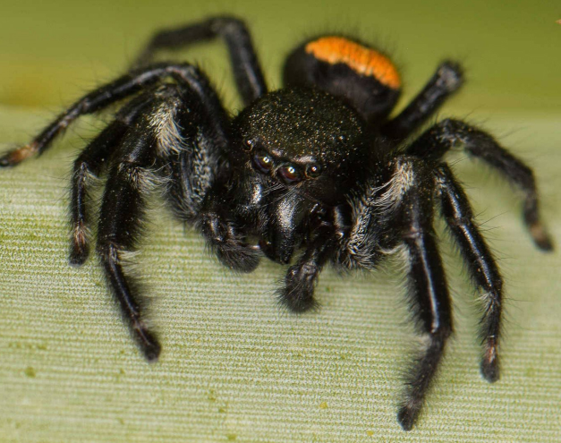 Agave Jumping Spider natural history – Flight of the Trogon
