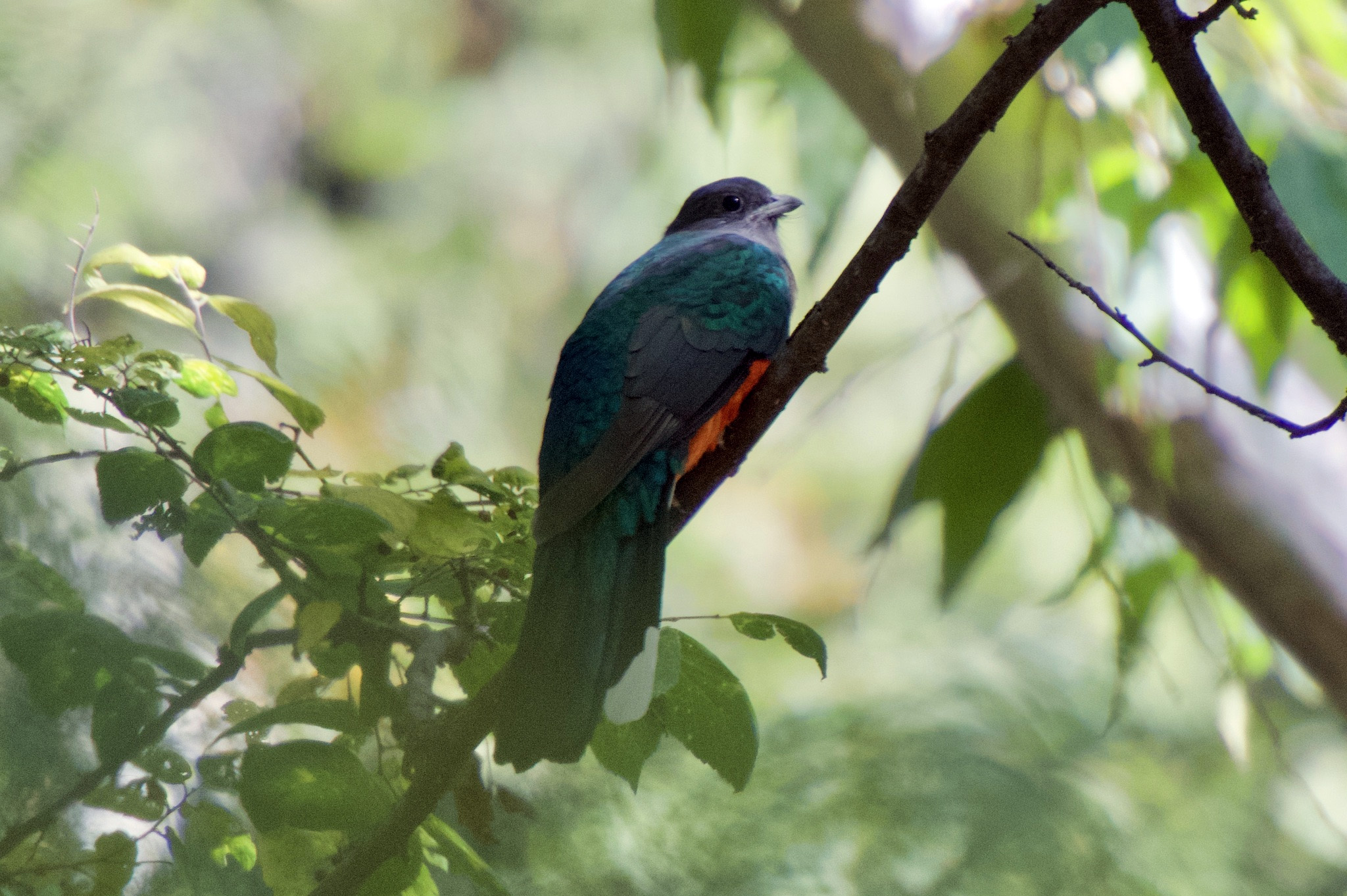 Eared Quetzal, an occasional visitor to Madera Canyon – Flight of the ...
